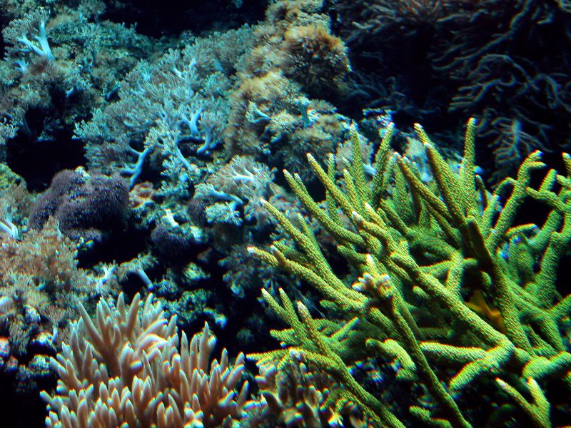 Scoperta la presenza di minerali preziosi nei fondali marini